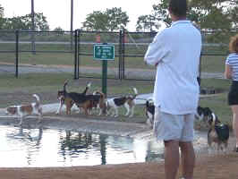 Beagles get together.