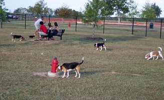 Beagles get together.